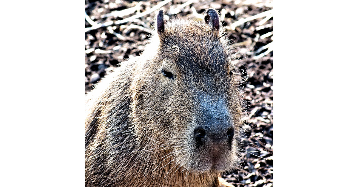 WILD ANIMAL CAPYBARA MAGNET | Zazzle