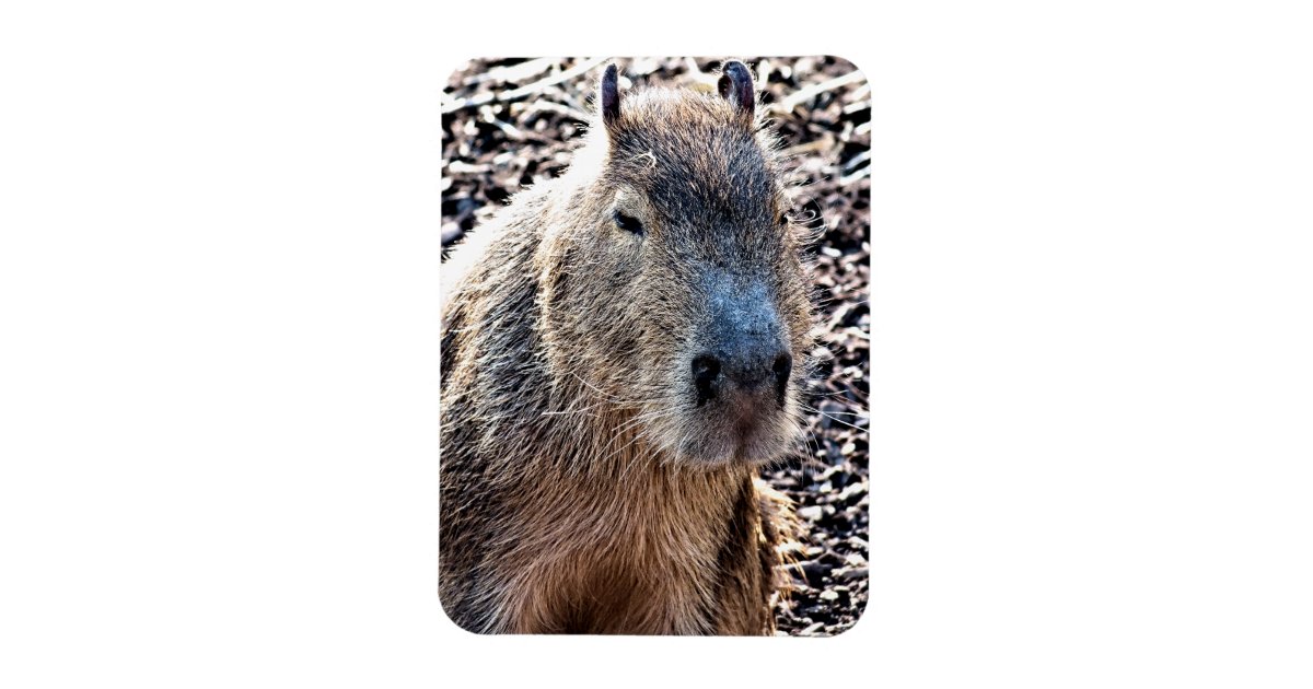 WILD ANIMAL CAPYBARA MAGNET | Zazzle