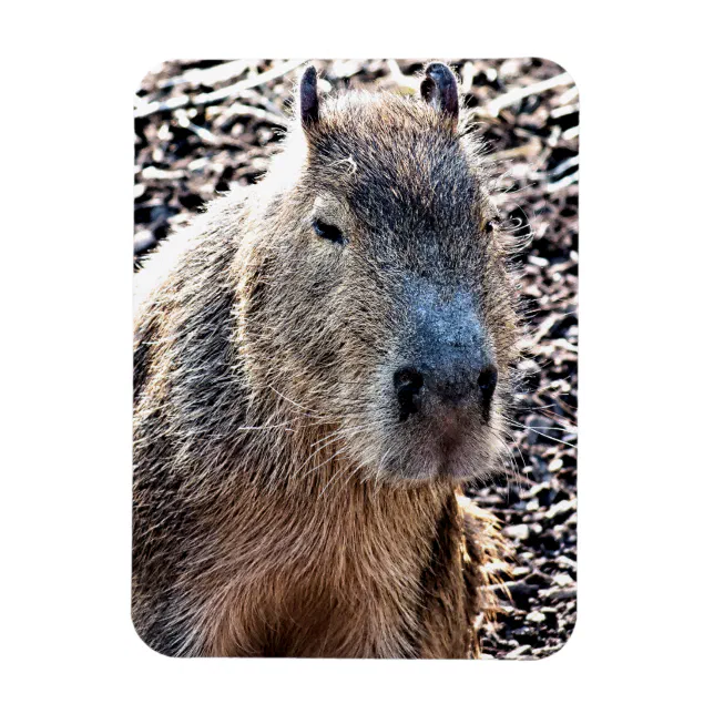 WILD ANIMAL CAPYBARA MAGNET | Zazzle