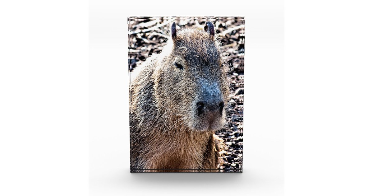 WILD ANIMAL CAPYBARA PHOTO BLOCK | Zazzle