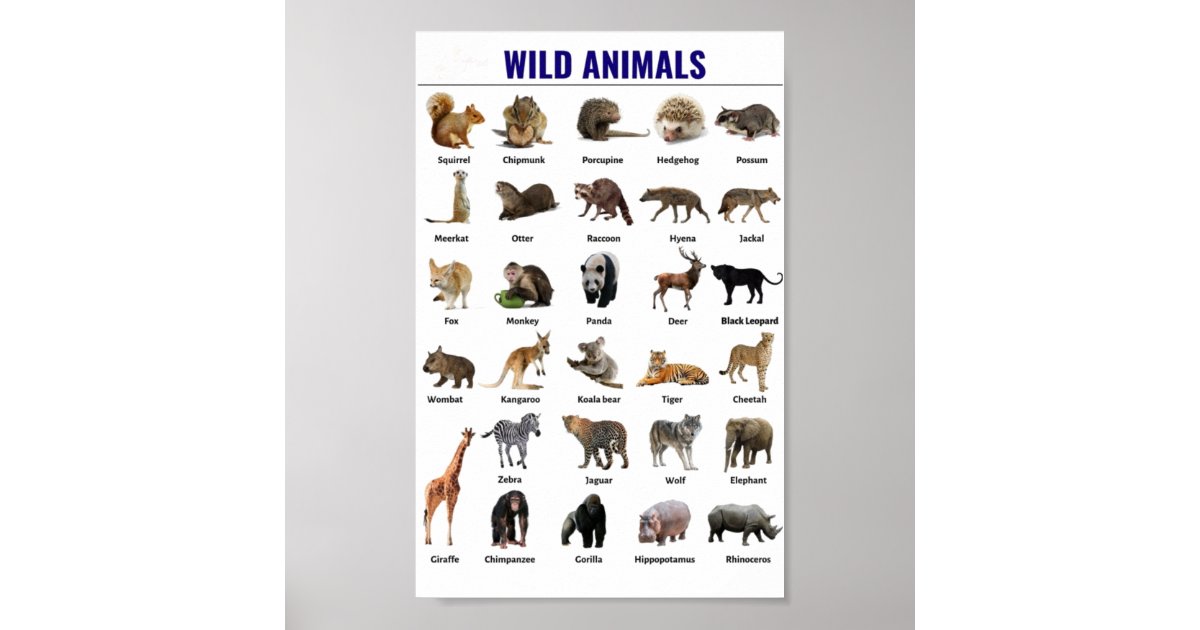 Wild animals educational poster | Zazzle