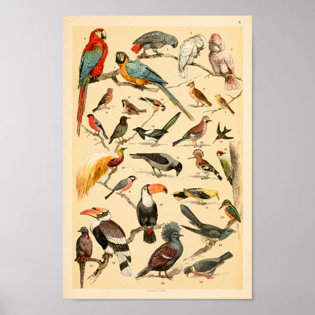 Wild Birds Collection Parrots Tucan Print | Zazzle