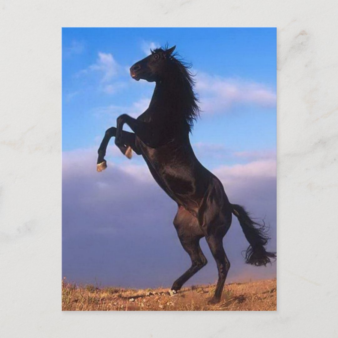 Wild Black Stallion Rearing Horse Postcard | Zazzle