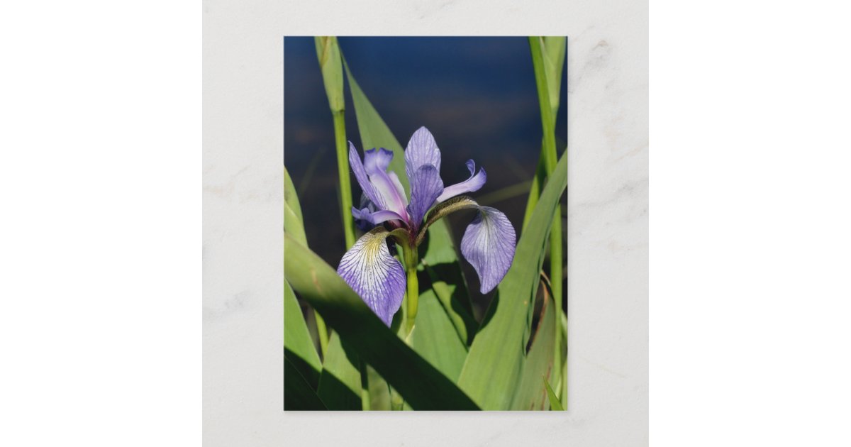 Wild Blue Flag Iris Flower Postcard | Zazzle
