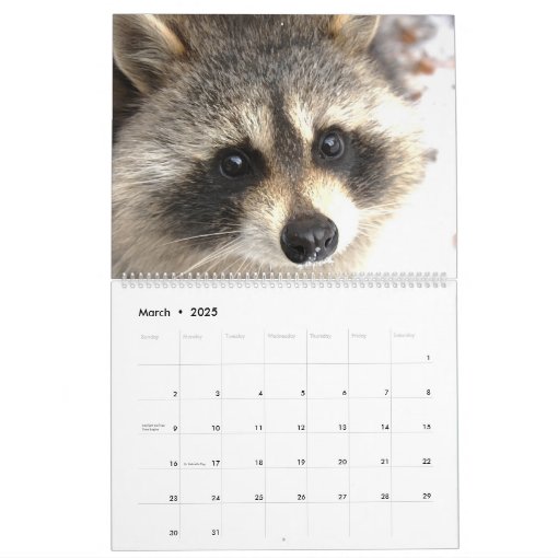 Wild Blue Yonder Raccoons of 2019 Calendar | Zazzle