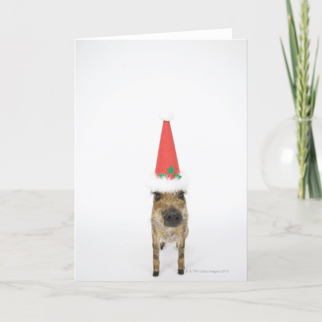Wild boar with Christmas hat Holiday Card | Zazzle