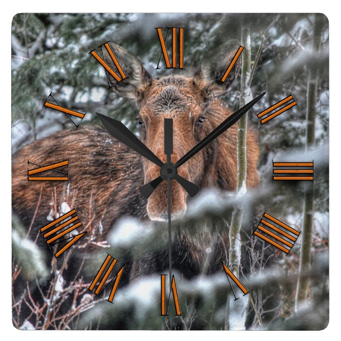 Wild Canadian Moose in Winter Forest Square Wall Clock | Zazzle.com
