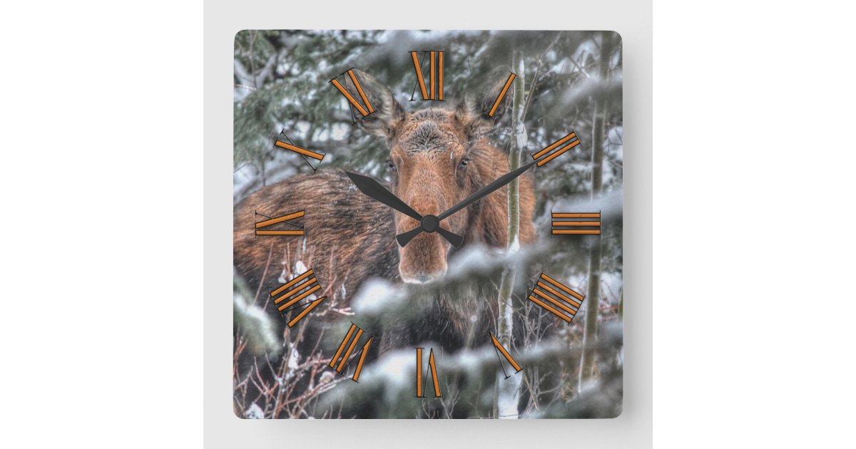 Wild Canadian Moose in Winter Forest Square Wall Clock | Zazzle