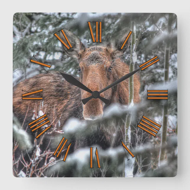 Wild Canadian Moose in Winter Forest Square Wall Clock | Zazzle