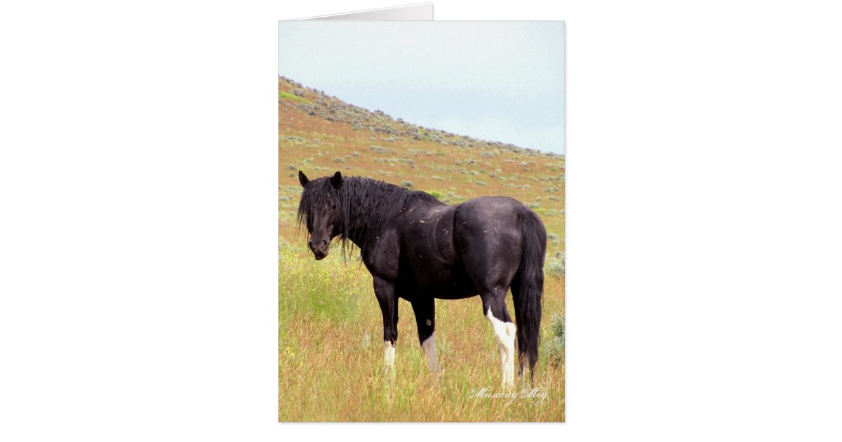 Wild Card~ Band Stallion of Steens | Zazzle