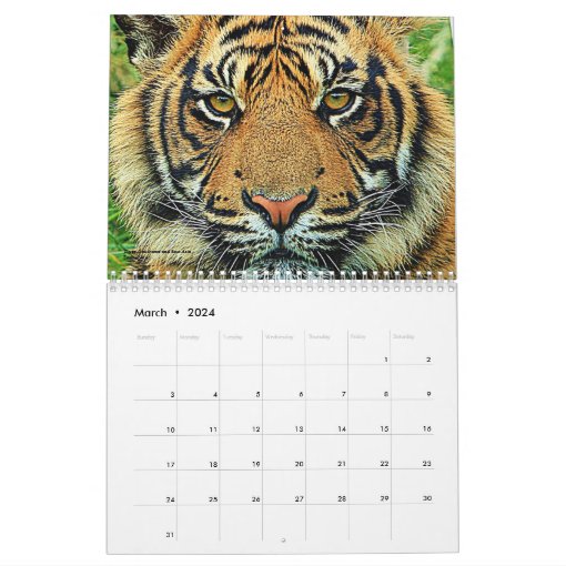 Wild Cats Animal Wildlife Calendar | Zazzle