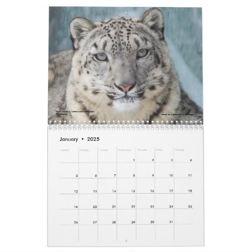 Wild Cats Animal Wildlife Calendar | Zazzle