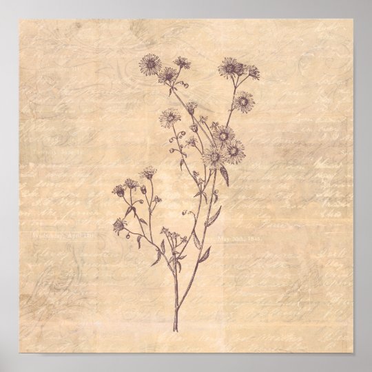Wild Daisy Flower Wildflower Antique Script Paper Poster | Zazzle.com