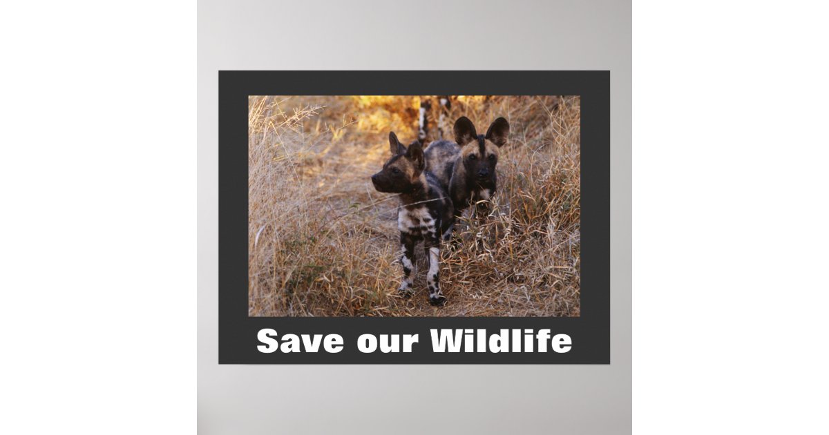Wild Dogs Save Our Wildlife Poster | Zazzle
