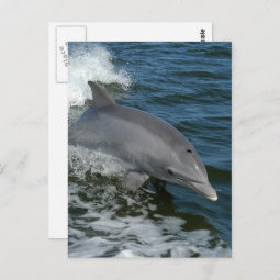 Wild Dolphin Postcard | Zazzle