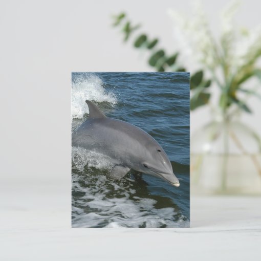 Wild Dolphin Postcard | Zazzle