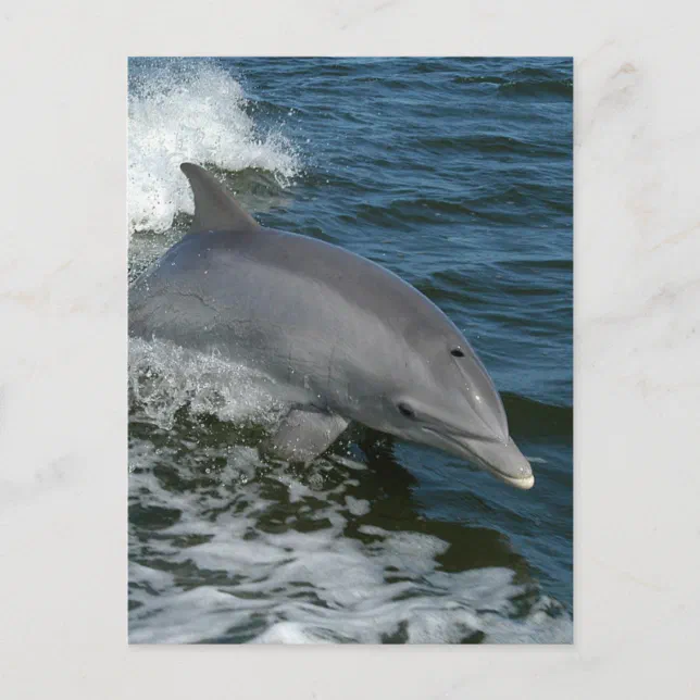 Wild Dolphin Postcard | Zazzle