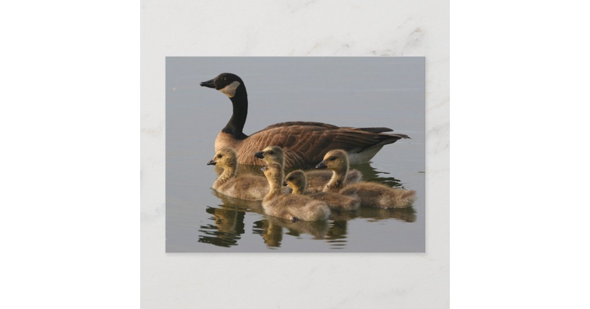 Wild duck family postcard | Zazzle