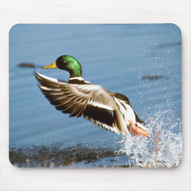 Wild Duck – Mouse Pad | Zazzle