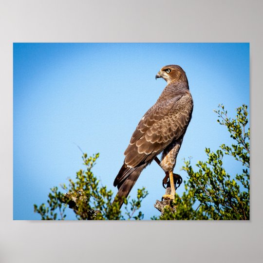 Wild Falcon Bird Poster | Zazzle.com
