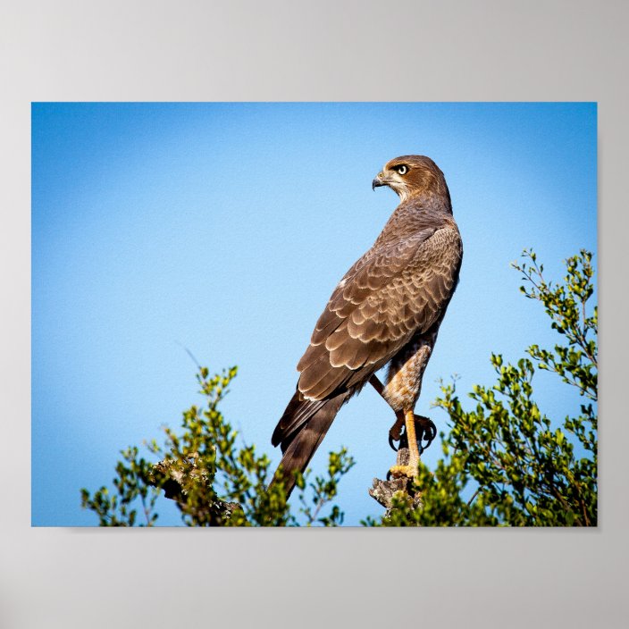 Wild Falcon Bird Poster | Zazzle.com
