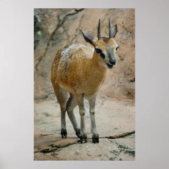 Wild Goats Poster | Zazzle