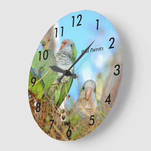 Wild green Quaker Parrots Wall Clock | Zazzle