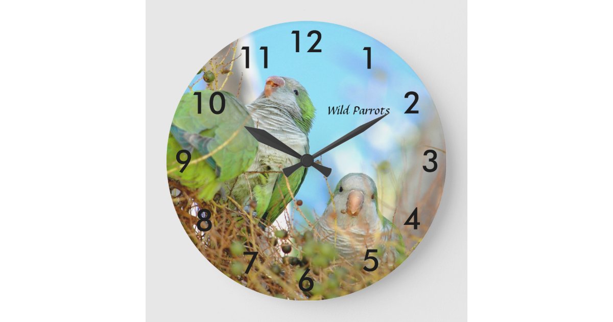 Wild green Quaker Parrots Wall Clock | Zazzle