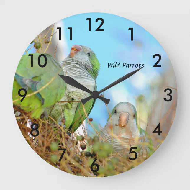 Wild green Quaker Parrots Wall Clock | Zazzle