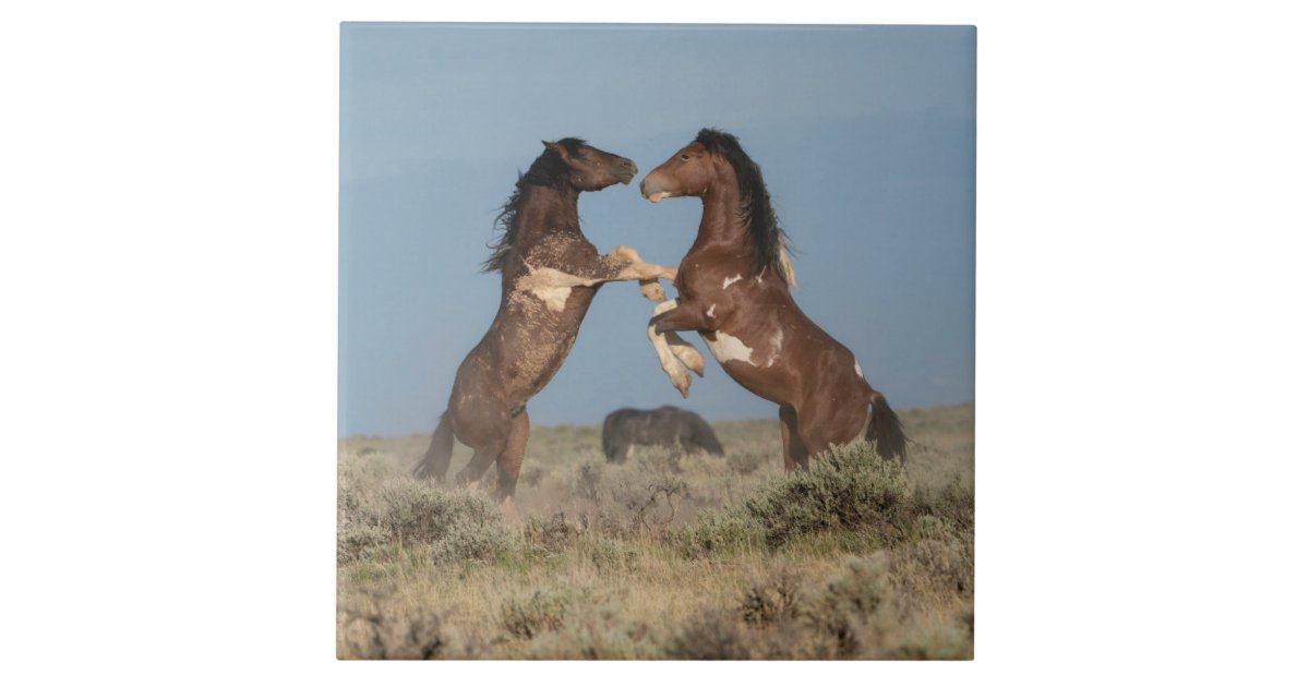 Wild Horse Stallions Fighting Ceramic Tile | Zazzle
