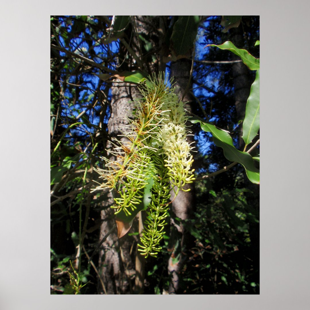 Wild Macadamia nut tree in bloom Poster | Zazzle