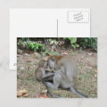 Wild Monkeys of Singapore Postcard | Zazzle