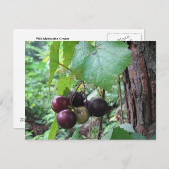 Wild Muscadine Grapes Postcard | Zazzle