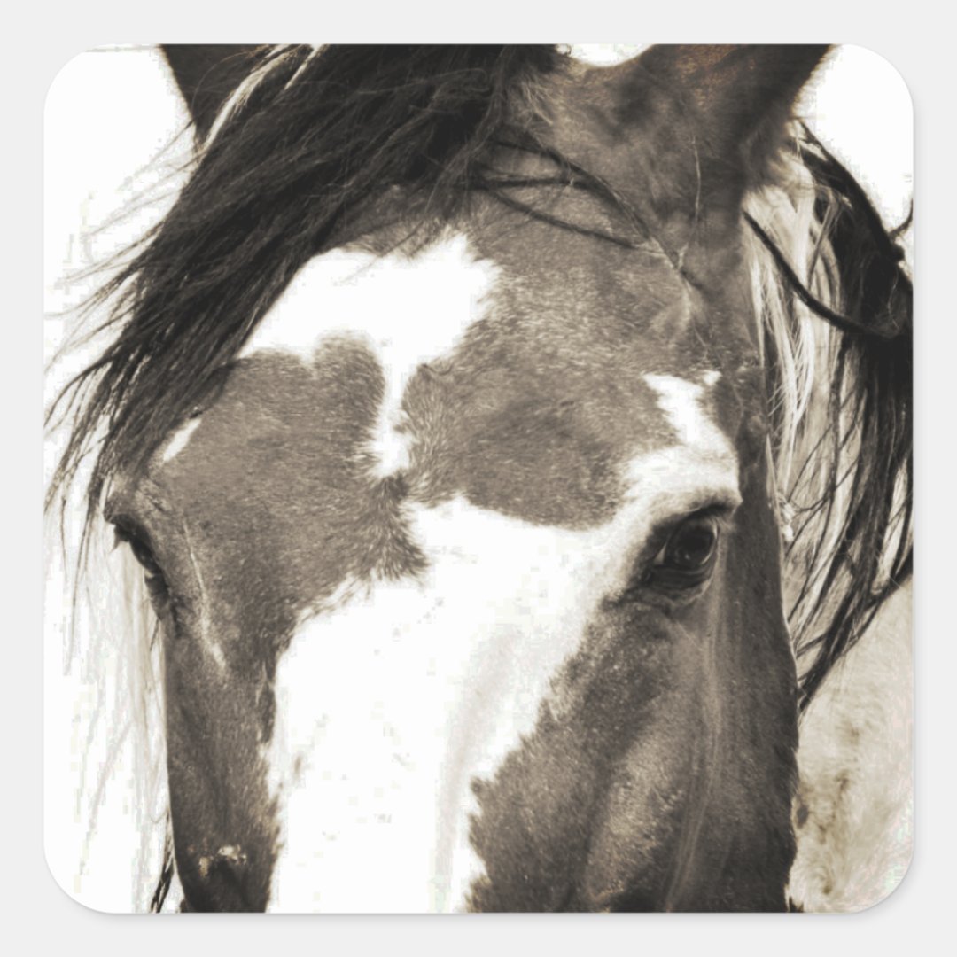 Wild Mustang Paint Horse Stallion Picasso Stickers | Zazzle