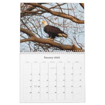 Wild Nature-Bald Eagle Calendar | Zazzle