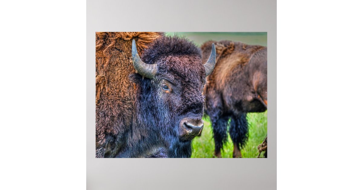 Wild Plains Buffalo Wildlife Art Poster | Zazzle