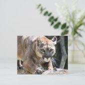 Wild Puma Postcard | Zazzle