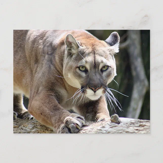Wild Puma Postcard | Zazzle