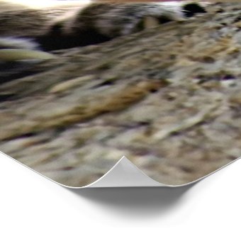 Wild Puma Poster | Zazzle