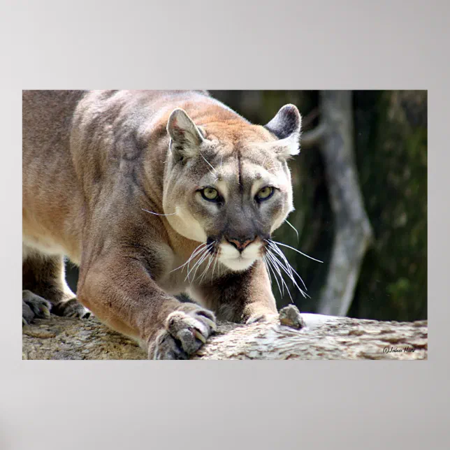 Wild Puma Poster | Zazzle