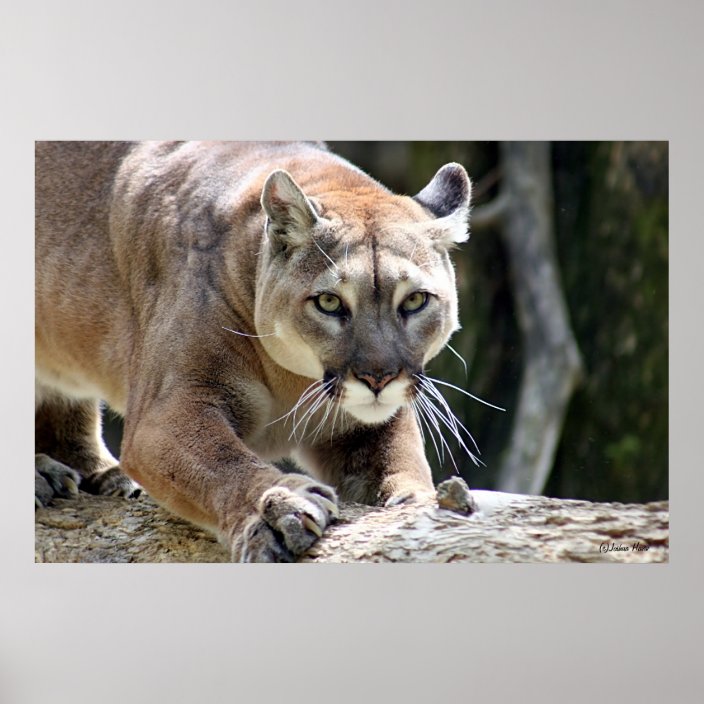 Wild Puma Poster | Zazzle.com