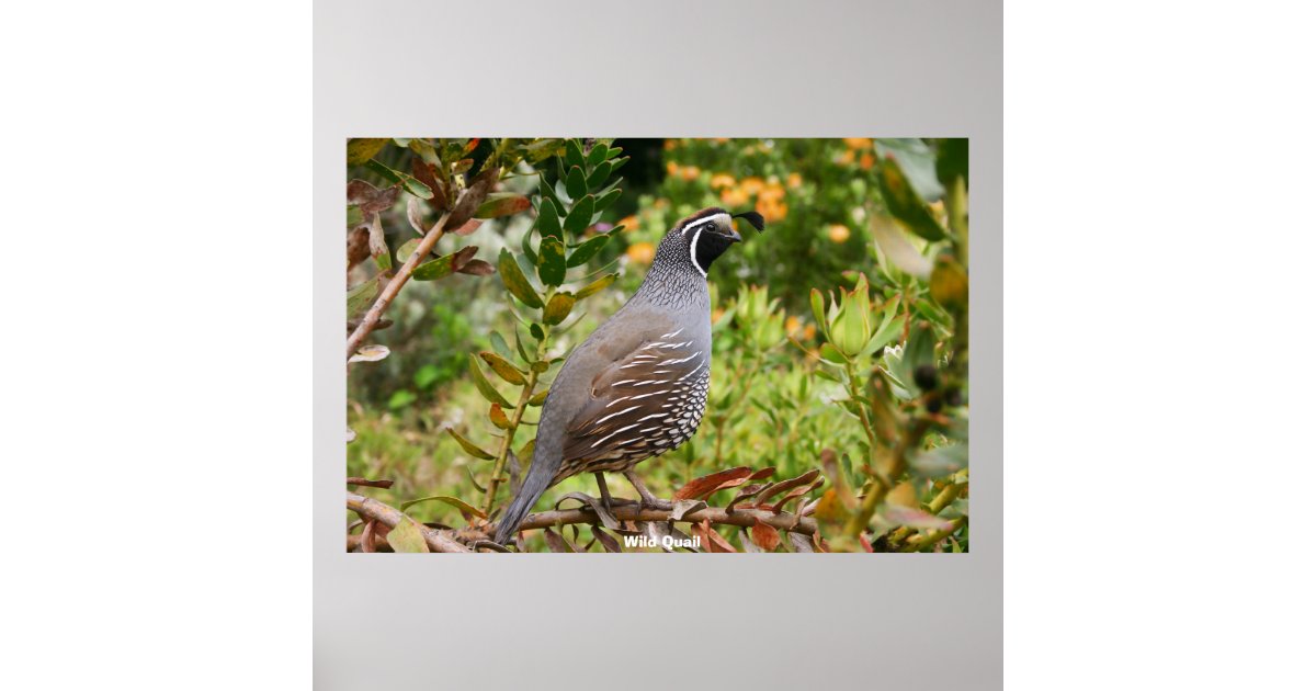 Wild Quail Poster | Zazzle