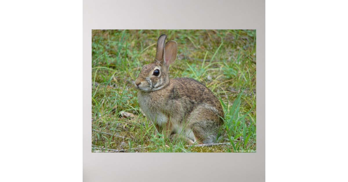 Wild Rabbit Eastern Cottontail II Poster | Zazzle