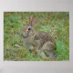Wild Rabbit Eastern Cottontail II Poster | Zazzle