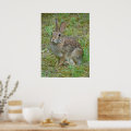 Wild Rabbit Eastern Cottontail Poster | Zazzle