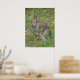 Wild Rabbit Eastern Cottontail Poster | Zazzle