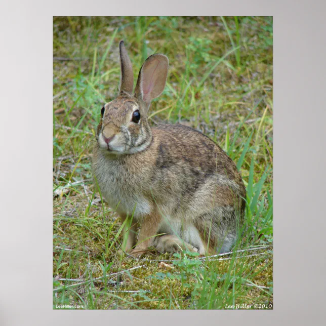 Wild Rabbit Eastern Cottontail Poster | Zazzle