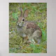 Wild Rabbit Eastern Cottontail Poster | Zazzle