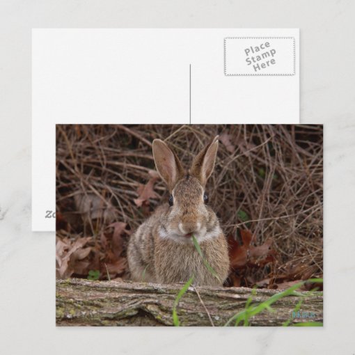 Wild rabbit postcards | Zazzle