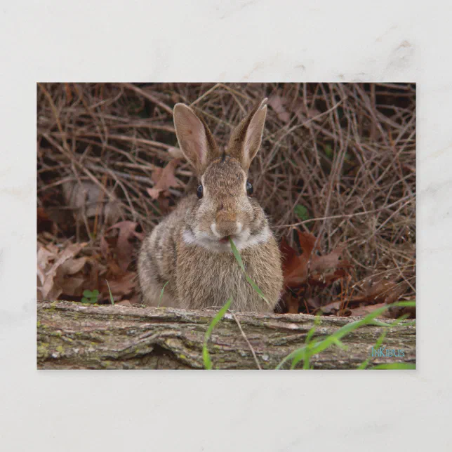 Wild rabbit postcards | Zazzle